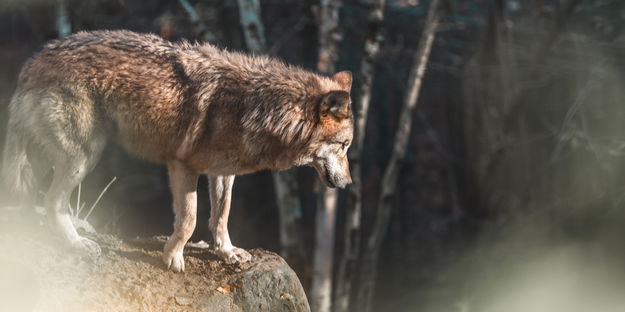 Der Wolf im Schwarzwald | RADIO 7