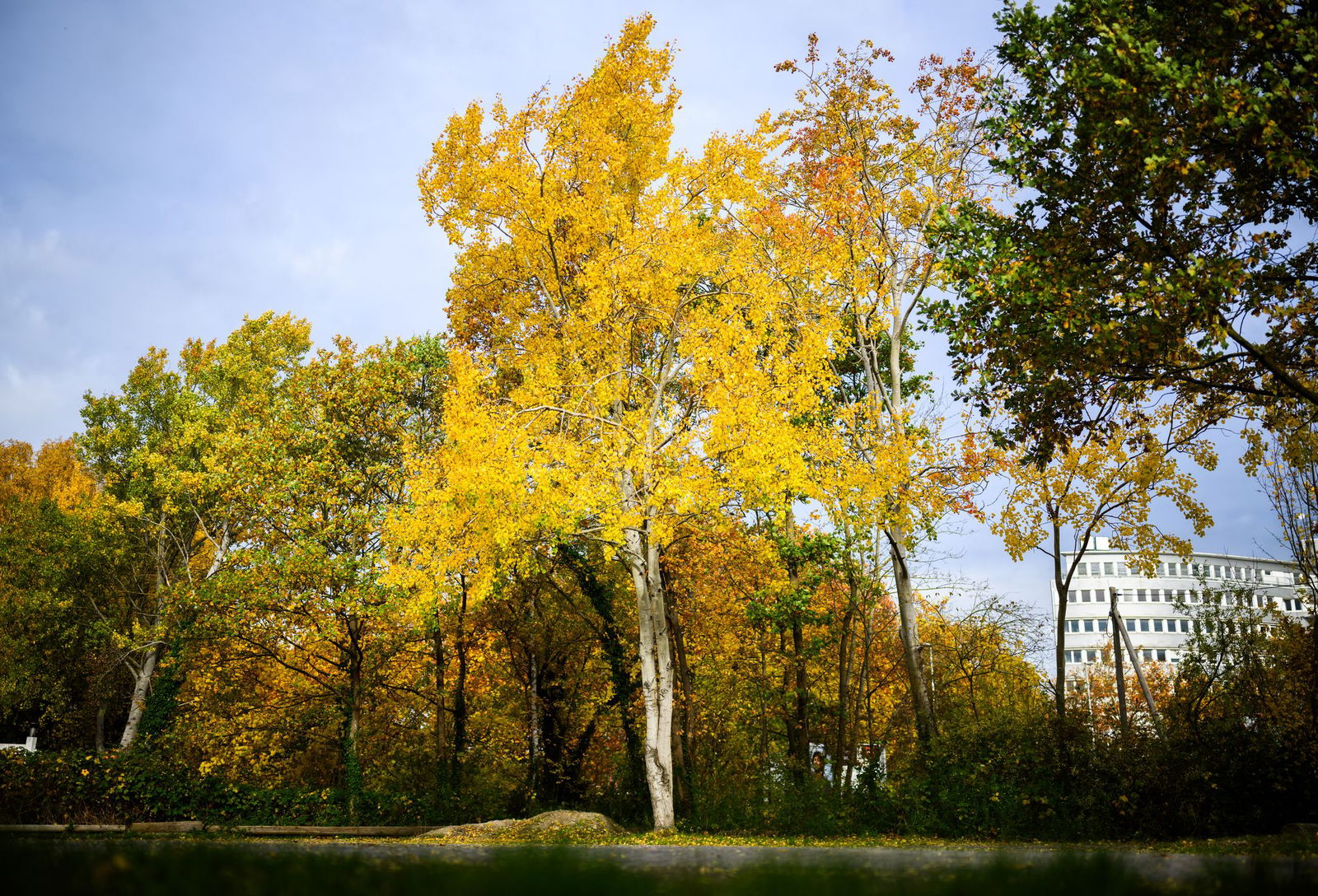 Zitterpappel wird Baum des Jahres – Lebensretterin im Wald | RADIO 7