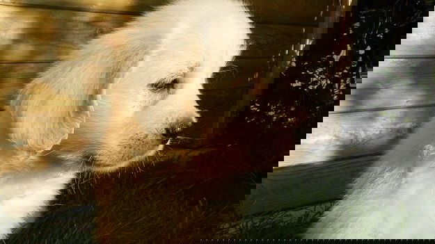 Der coolste Hund der Welt | RADIO 7