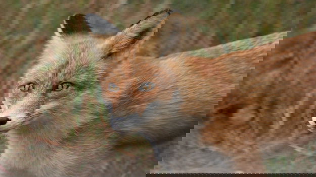 Achtung Fuchs! | RADIO 7